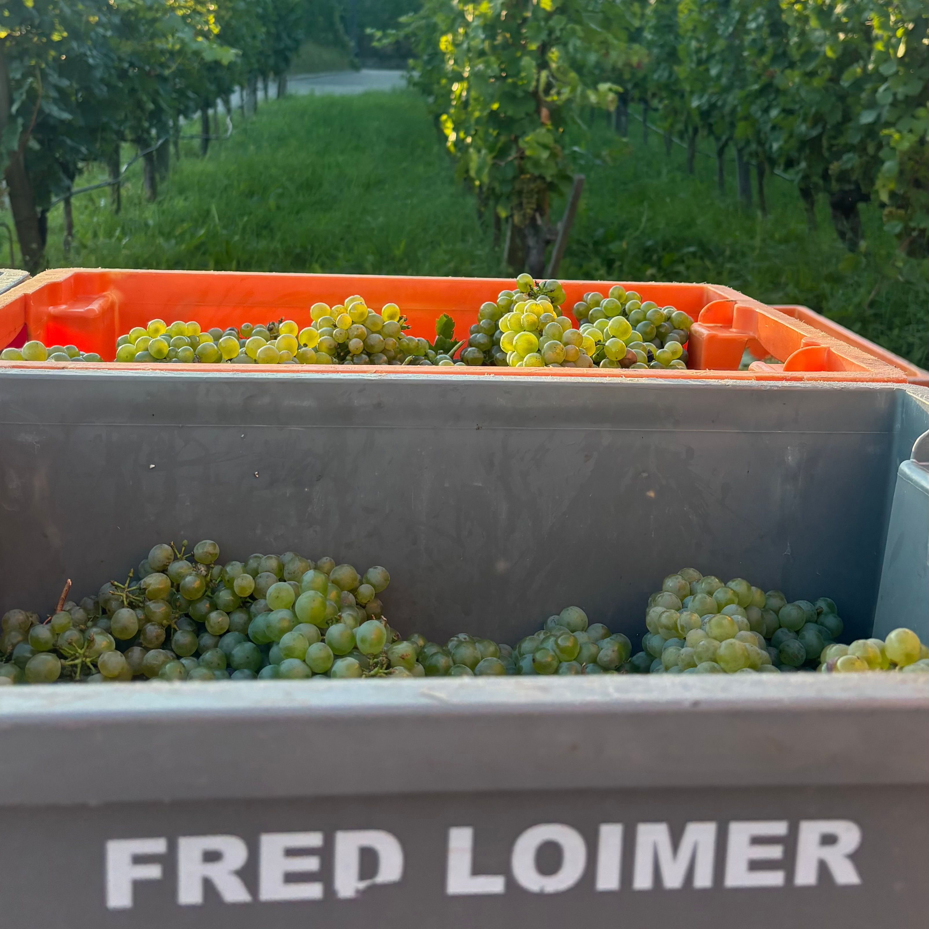 In Pursuit of Place: Lessons from an Austrian Harvest